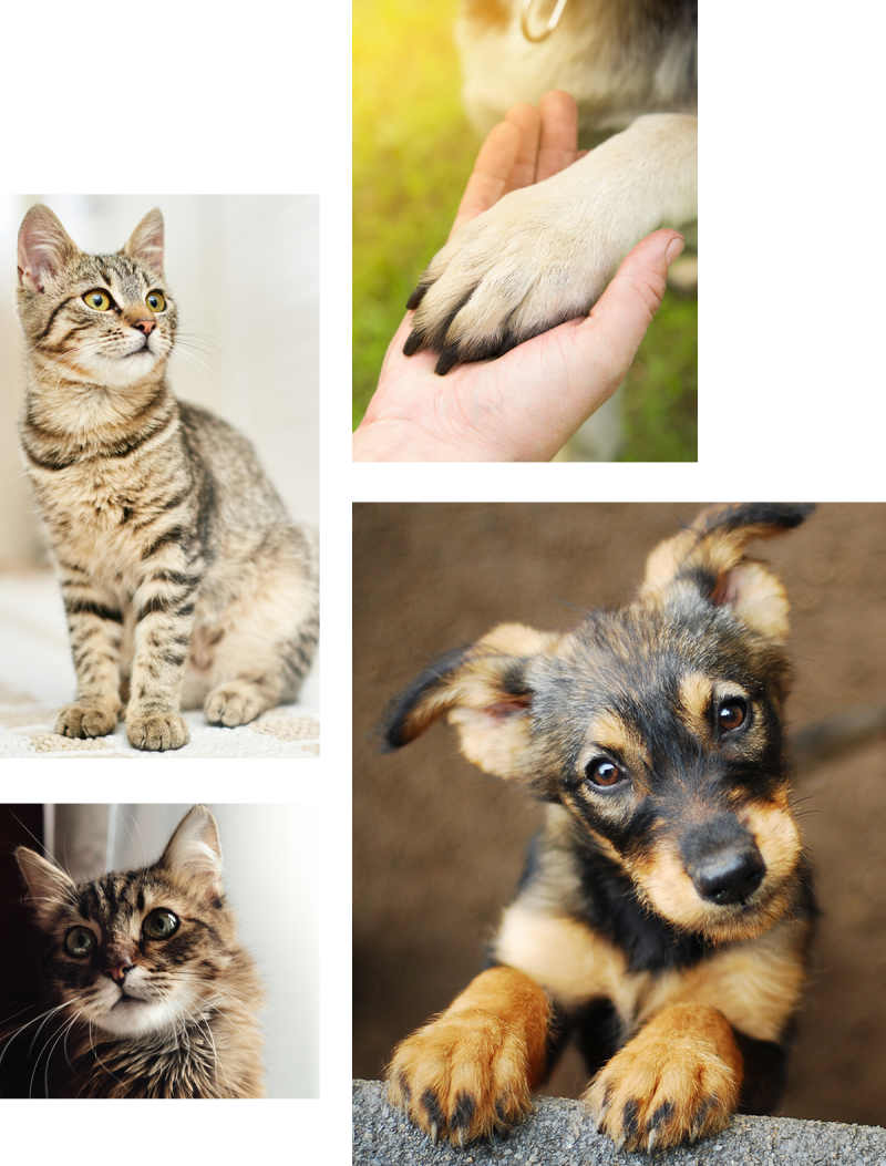 Lost & Found Pets - Vet in Bolton | Bolton Veterinary Hospital
