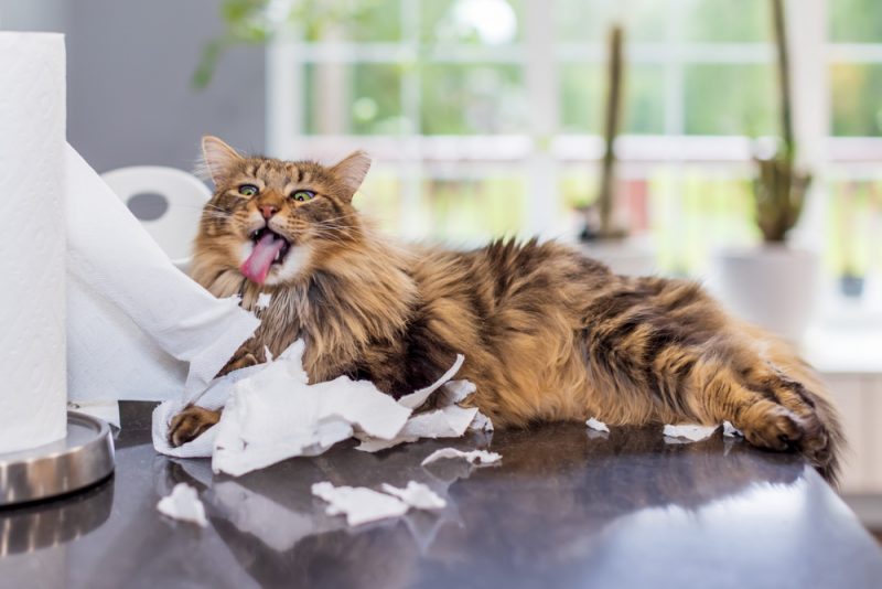 Why Is My Cat Misbehaving Bolton Veterinary Hospital why-is-my-cat-misbehaving-bolton-veterinary-hospital